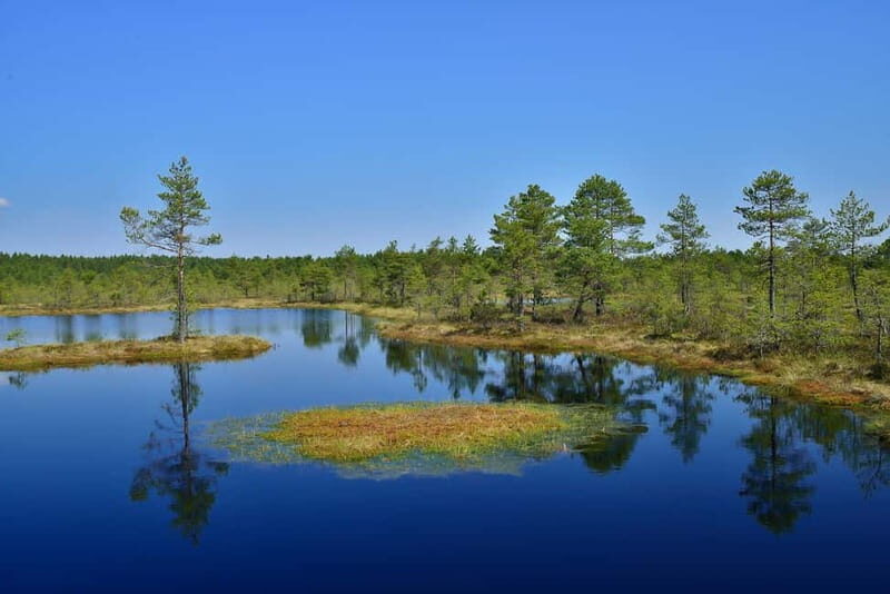 From Tallinn: Guided Bog-Shoe Hiking Tour - The Sum Up