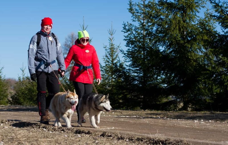 From Tallinn: Husky Park Tour with Cani-Cross Hike - The Experience in Detail