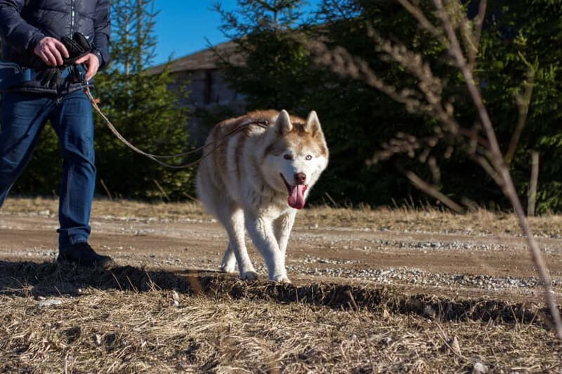 From Tallinn: Husky Park Tour with Cani-Cross Hike - Authentic Insights from Reviews