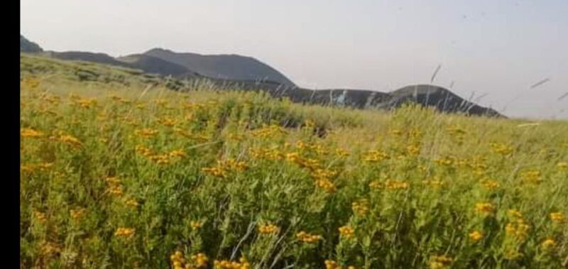 From Taormina, Naxos, & Letojanni: Mount Etna Half-Day Trip - Key Points