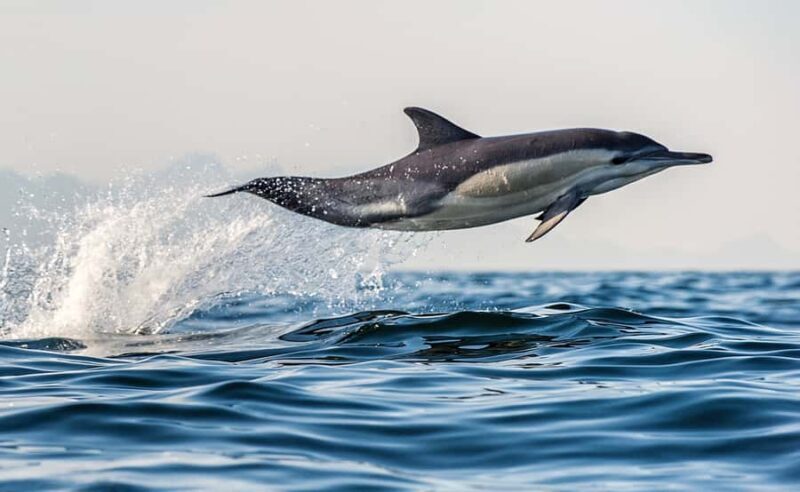 From Tauranga: Dolphin and Wildlife Cruise - An In-Depth Look at the Tauranga Dolphin and Wildlife Cruise