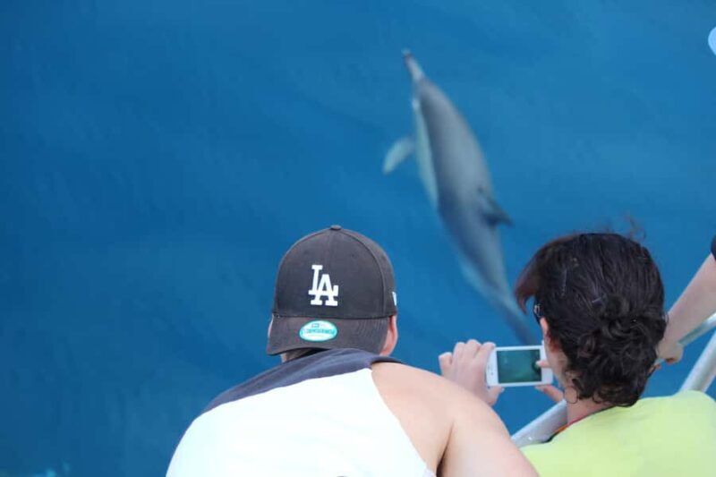 From Tauranga: Dolphin and Wildlife Cruise - FAQ