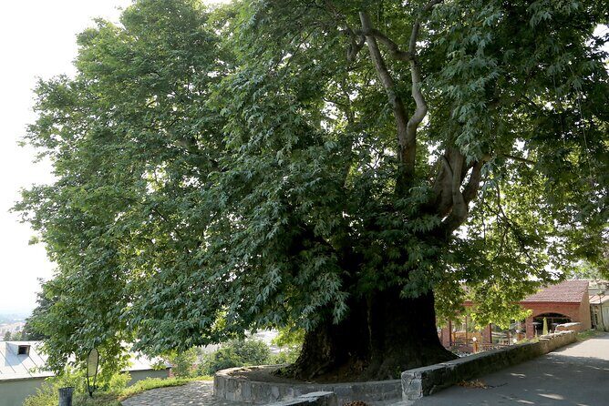 From Tbilisi Kakheti Wine Tour to Bodbe Sighnaghi and Telavi - An In-Depth Look at the Itinerary