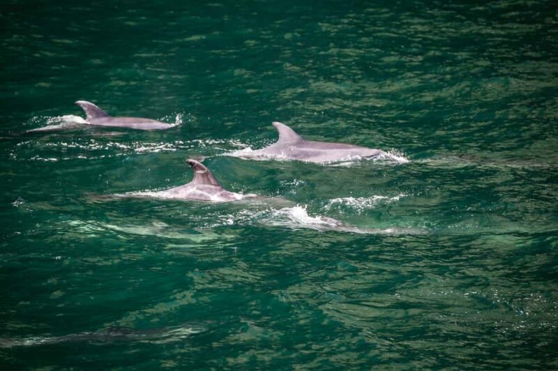 From Te Anau: Milford Sound Cruise and Coach Day Trip - The Real Value of This Tour