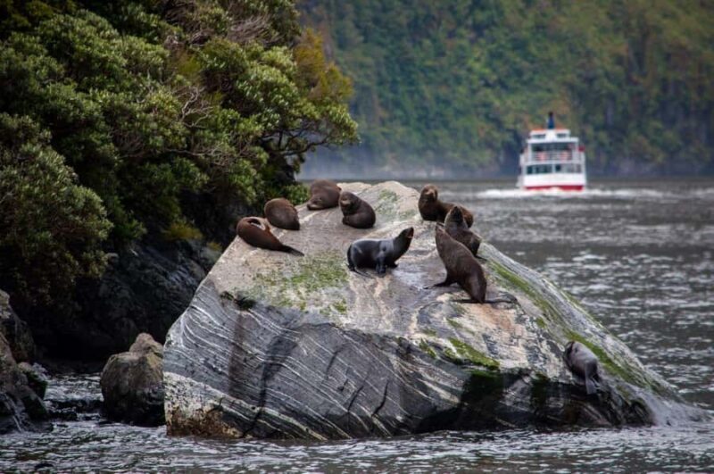 From Te Anau: Milford Sound Small-Group Tour Including Lunch - Milford Sound and the Cruise  