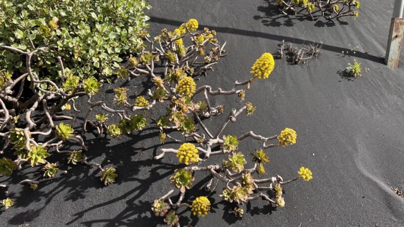 From Tenerife: Day Trip to La Palma Volcanic Landscapes - Why This Tour Is Worth Considering