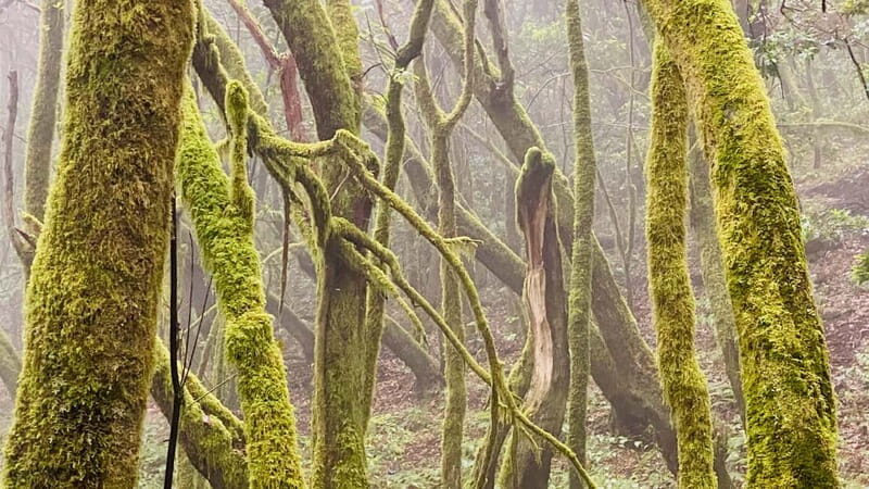 From Tenerife South: La Gomera Full-Day Trip with Transfers - An Honest Look at Value and Suitability