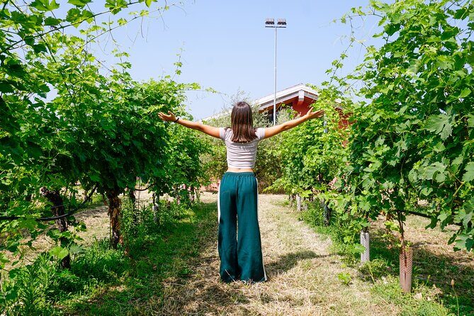 From the Cluster to the Chalice : A Journey into the Heart of Wine in Bardolino - A Closer Look at What the Tour Entails