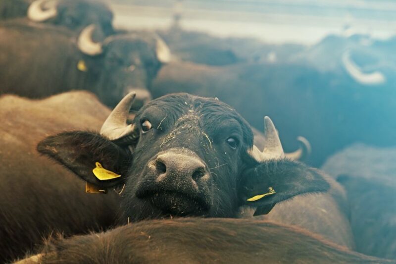 From Thessaloniki: Private Day Trip to Kerkini Lake - FAQs