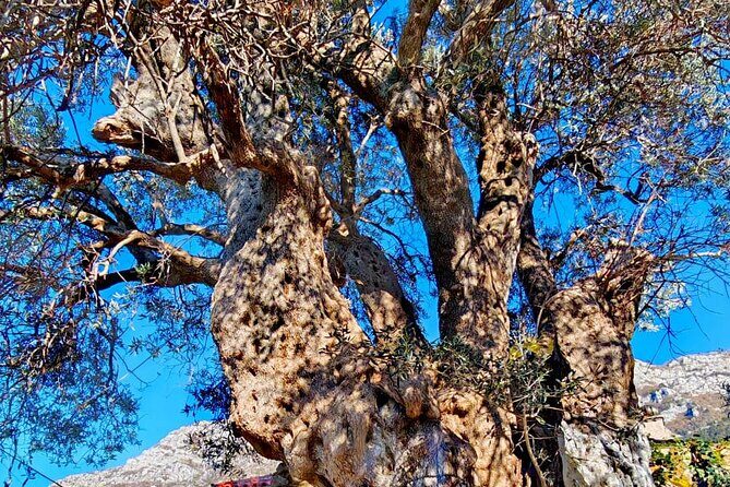 From Tirana: Kruja City and The Castle with Tour Guide - FAQ