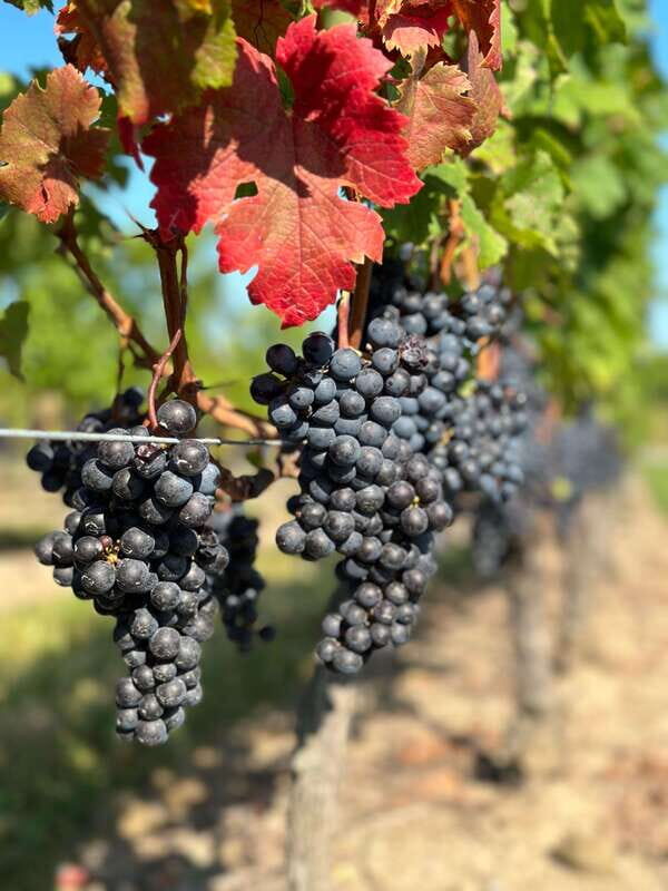 From Toronto: Niagara Falls Day Trip & Wine Tasting - Introduction