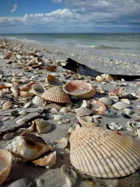 From Treasure Island: Dolphin Watching and Shelling Cruise - Cost and Value Analysis