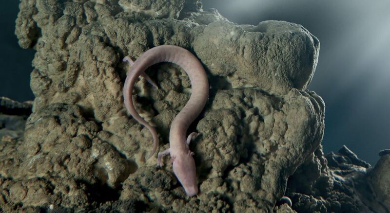 From Trieste: Postojna Cave & Predjama Castle - FAQ