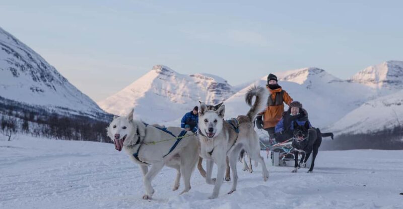 From Tromsø: Advanced Dog Sledding Tour at Camp Tamok - A Deep Dive into the Experience