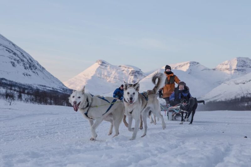 From Tromsø: Advanced Dog Sledding Tour at Camp Tamok - The Value of This Tour