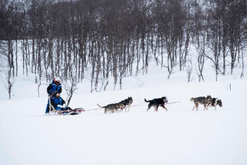 From Tromsø: Advanced Dog Sledding Tour at Camp Tamok - The Sum Up