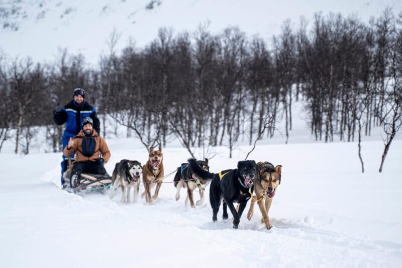 From Tromsø: Dog Sledding Adventure in Tamokdalen - Key Points