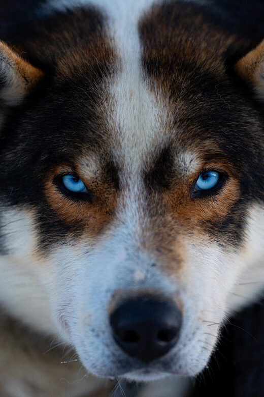 From Tromsø: Dog Sledding Adventure in Tamokdalen - Overall Impression of the Tour