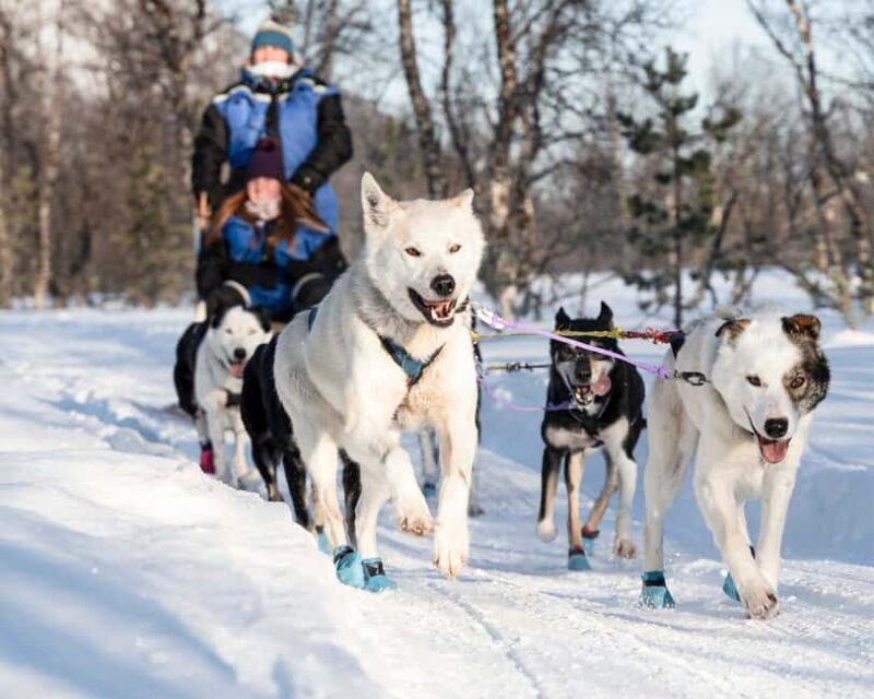 From Tromsø: Dog Sledding Experience with Transfer - What Is Included and Why It Matters
