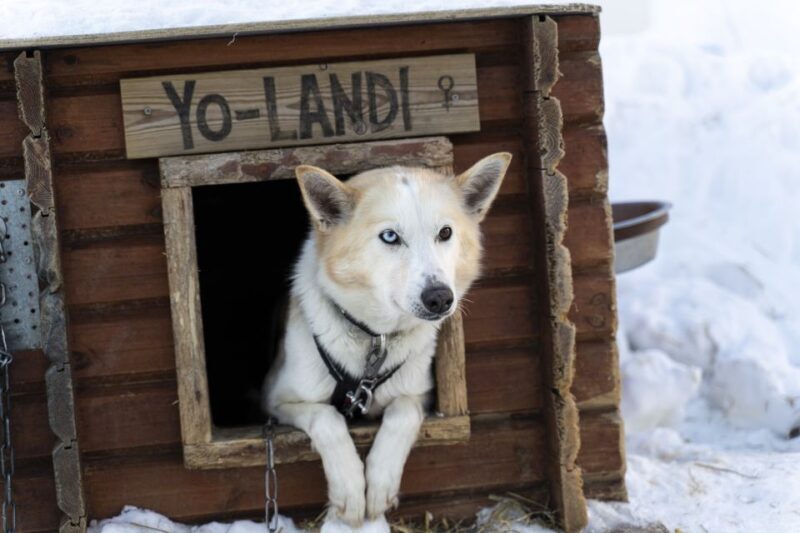 From Tromsø: Fun and Easy Dog Sledding Adventure - The Value and What Sets It Apart