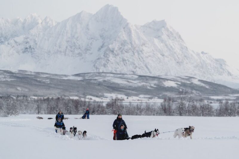 From Tromsø: Fun and Easy Dog Sledding Adventure - Practical Tips for Travelers