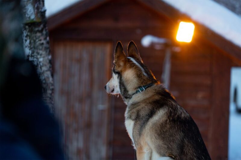 From Tromsø: Fun and Easy Dog Sledding Adventure - Who Will Love This Tour?