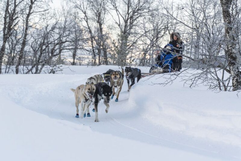 From Tromsø: Fun and Easy Dog Sledding Adventure - FAQ