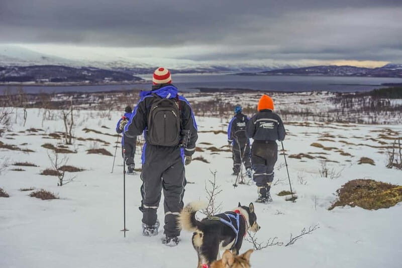 From Tromsø: Guided Husky Snowshoe Hike and Husky Camp Visit - The Itinerary in Detail