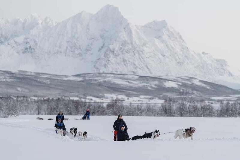 From Tromsø: Husky Experience with Self-Drive Dog Sled Ride - The Experience in Detail