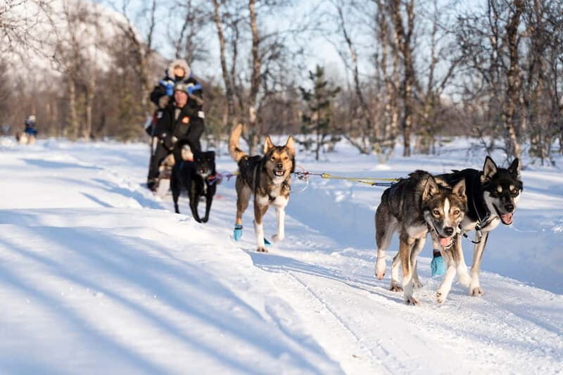 From Tromsø: Husky Experience with Self-Drive Dog Sled Ride - FAQ