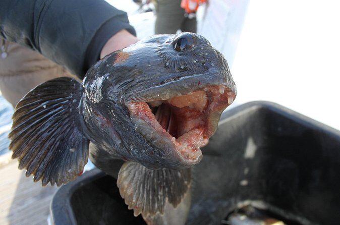 From Tromsø: Polar Fishing Adventure - Practical Tips for Booking and Enjoying