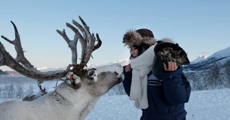 From Tromsø: Reindeer Feeding and Sami Experience with Lunch - Key Points