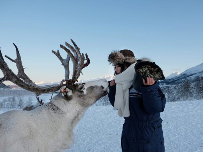 From Tromsø: Reindeer Feeding and Sami Experience with Lunch - FAQs