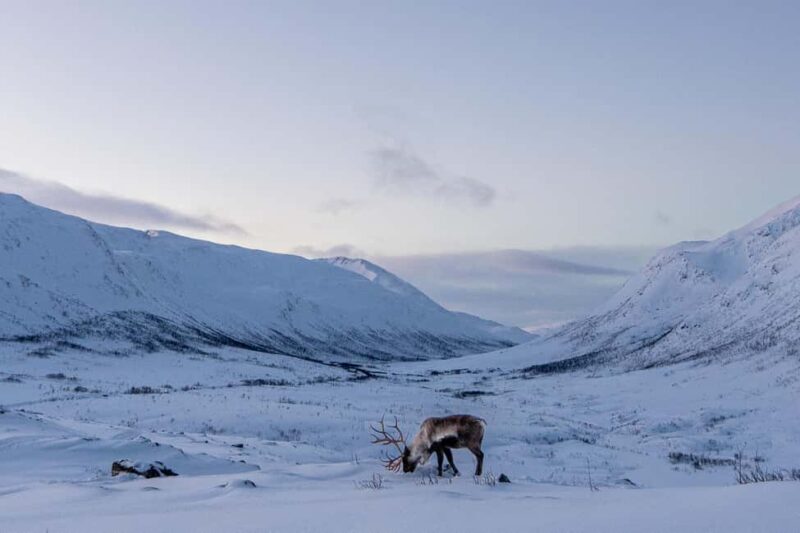 From Tromsø: Snowshoe Hike with Local Guides - Who Is This Tour For?