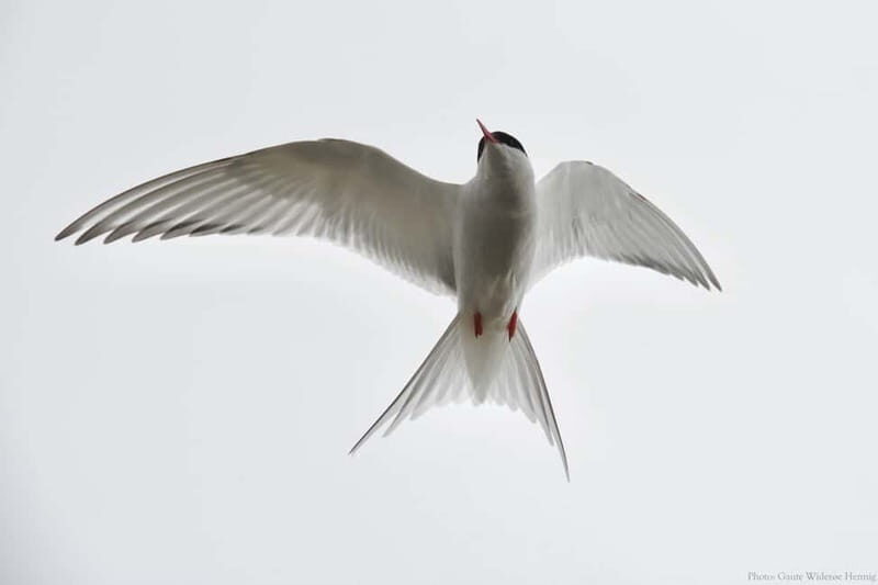 From Tromsø: Sommarøy Midnight Sun Sea Kayaking Tour - FAQ
