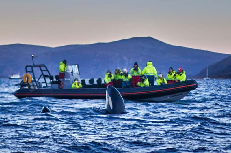 From Tromso: Whale Watching in Magic Skjervoy - Key Points