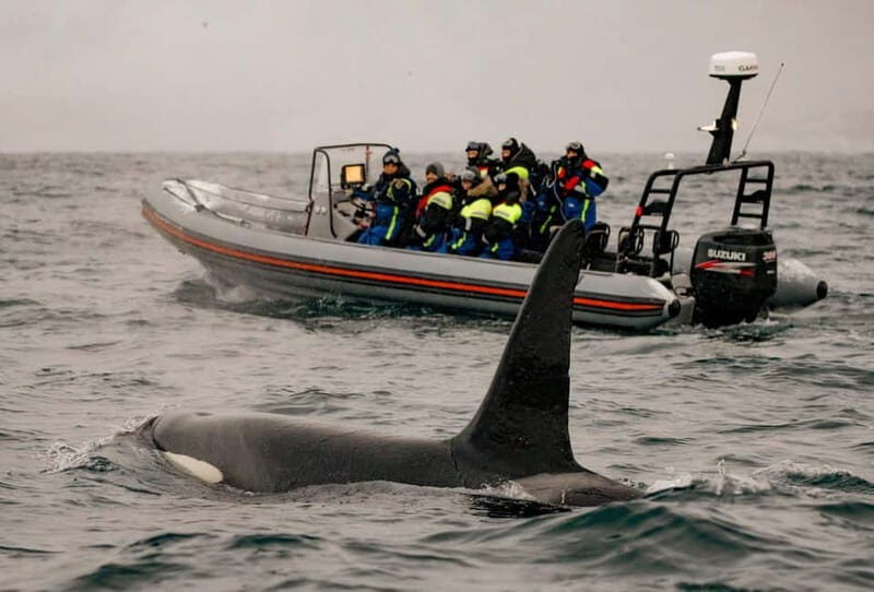 From Tromso: Whale Watching in Magic Skjervoy - Who Will Love This Tour?