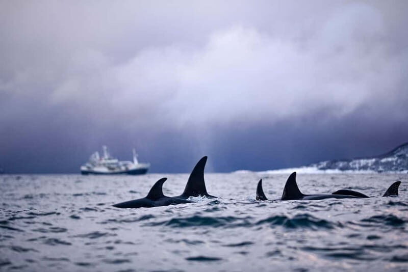 From Tromso: Whale Watching in Magic Skjervoy - FAQ