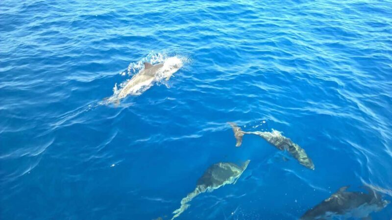 From Tropea: Sailing tour along the coast of the Gods - Authentic Reviews: What Travelers Say