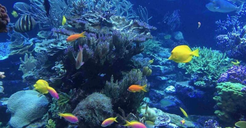 From Tulum: Cenote Riviera Maya & Snorkel Excursion - FAQs