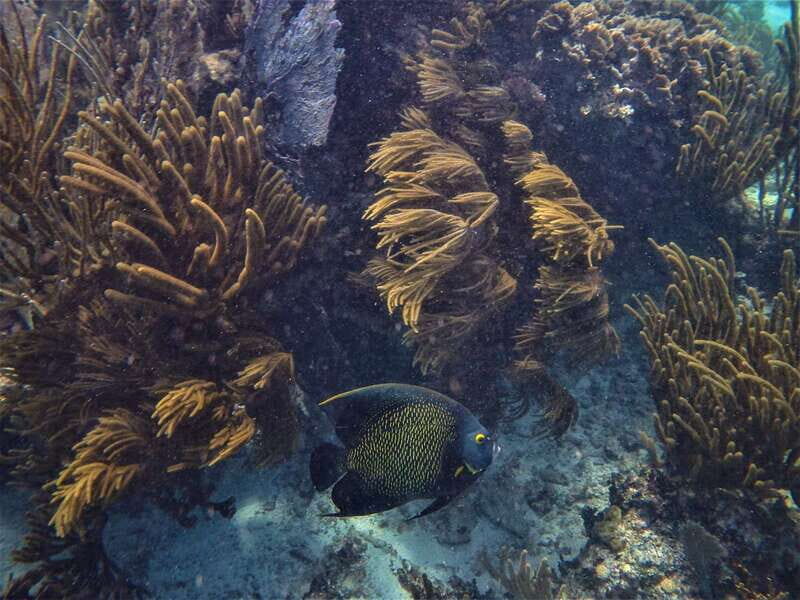 From Tulum: Sian Kaan Boat Trip Adventure with Lunch - The Sum Up