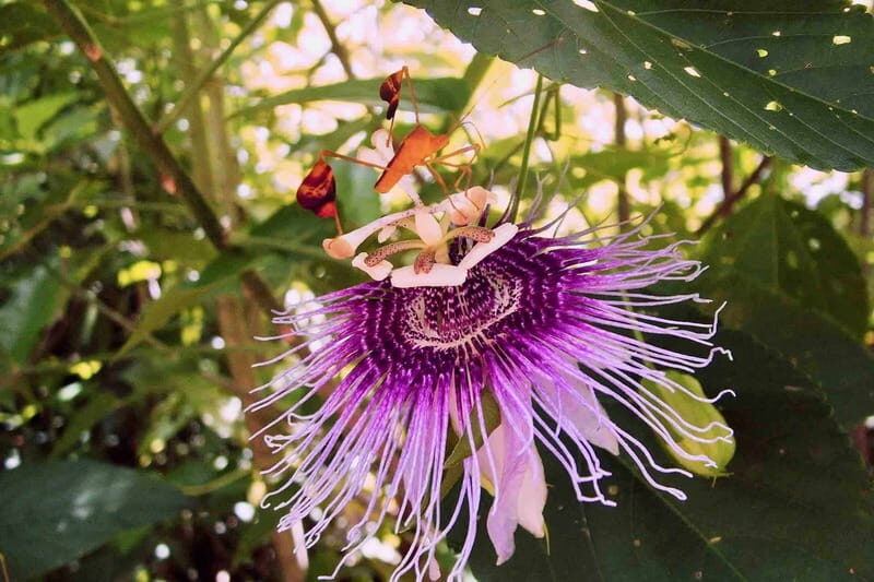 From Tulum: Sian KaAn Muyil Lagoon Tour - The Sum Up
