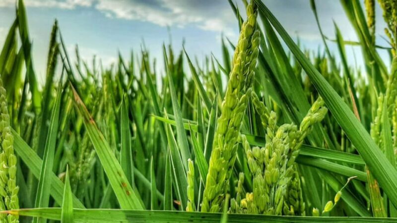 From Valencia: Albufera Natural Park Eco Boat Tour & Sunset - Key Points