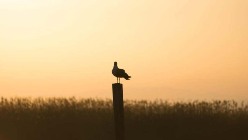 From Valencia: Albufera Natural Park Eco Boat Tour & Sunset - The Allure of Valencia’s Albufera