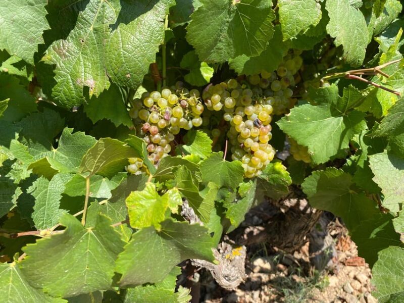 From Valencia: Utiel-Requena Wine Tour and Traditional Lunch - An Authentic Day in Valencia’s Wine Country