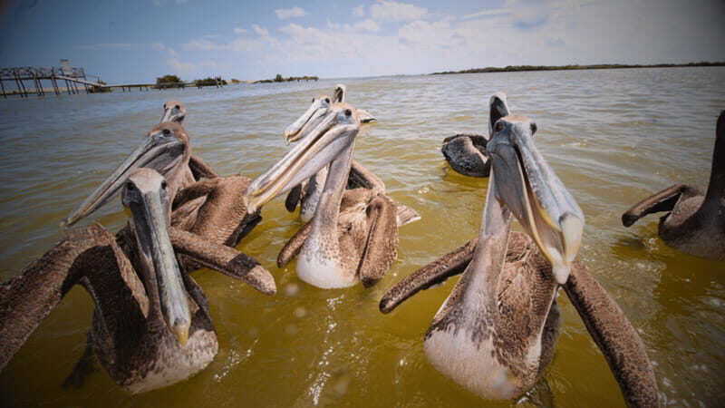 FROM VALLADOLID RIO LAGARTOS + LAS COLORADAS + CENOTE (COLECTIVO TOURISTIC) - What Makes This Tour Worth Considering?