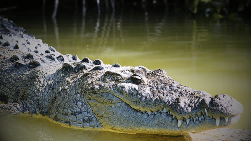 FROM VALLADOLID RIO LAGARTOS + LAS COLORADAS + CENOTE (COLECTIVO TOURISTIC) - Practical Tips for Making the Most of the Tour
