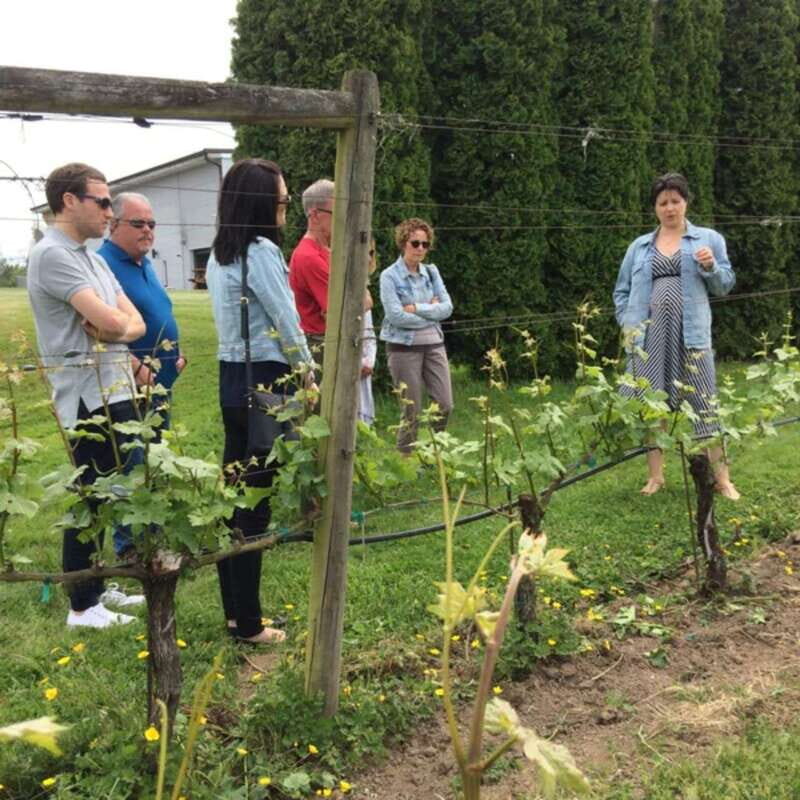 From Vancouver: Fraser Valley Wine Tour with Local Tastings - Who This Tour Suits Best