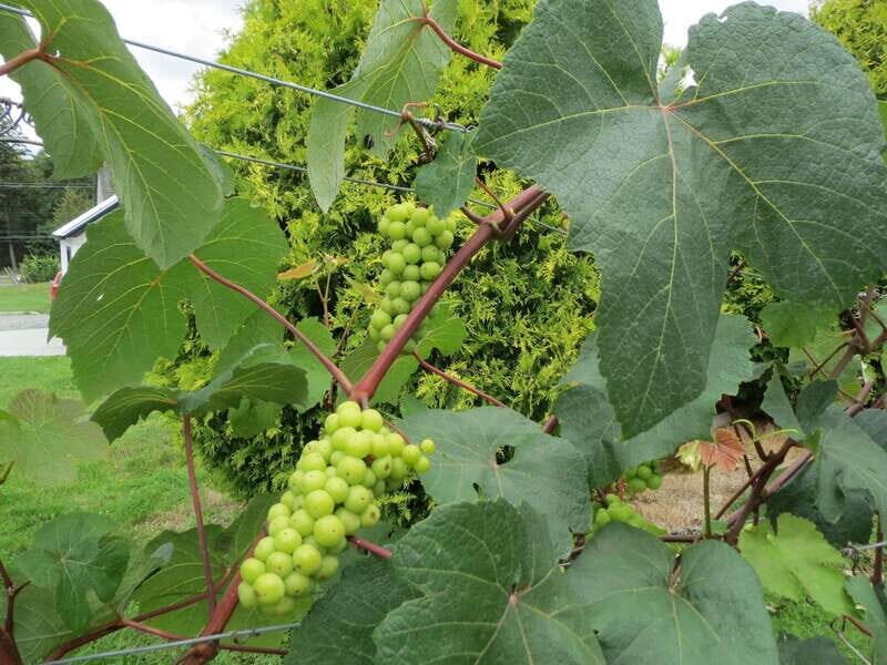 From Vancouver: Half-Day Fraser Valley Wine Tour - The Sum Up