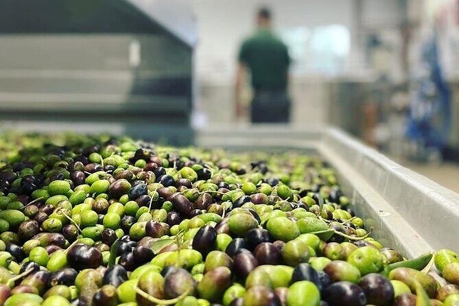 From Venice: Olive Oil & Wine Tour in the Venetian Hills - FAQ